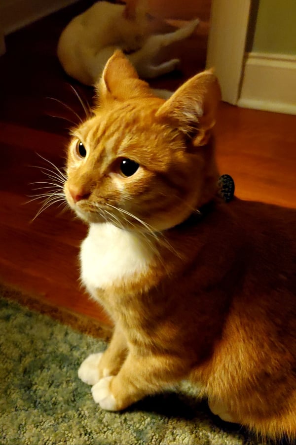 Meet our Wacky Pet Names winners