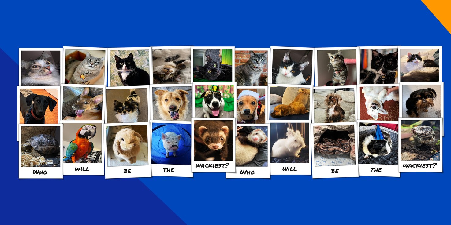 Pet Insurance by Nationwide® | The Companion