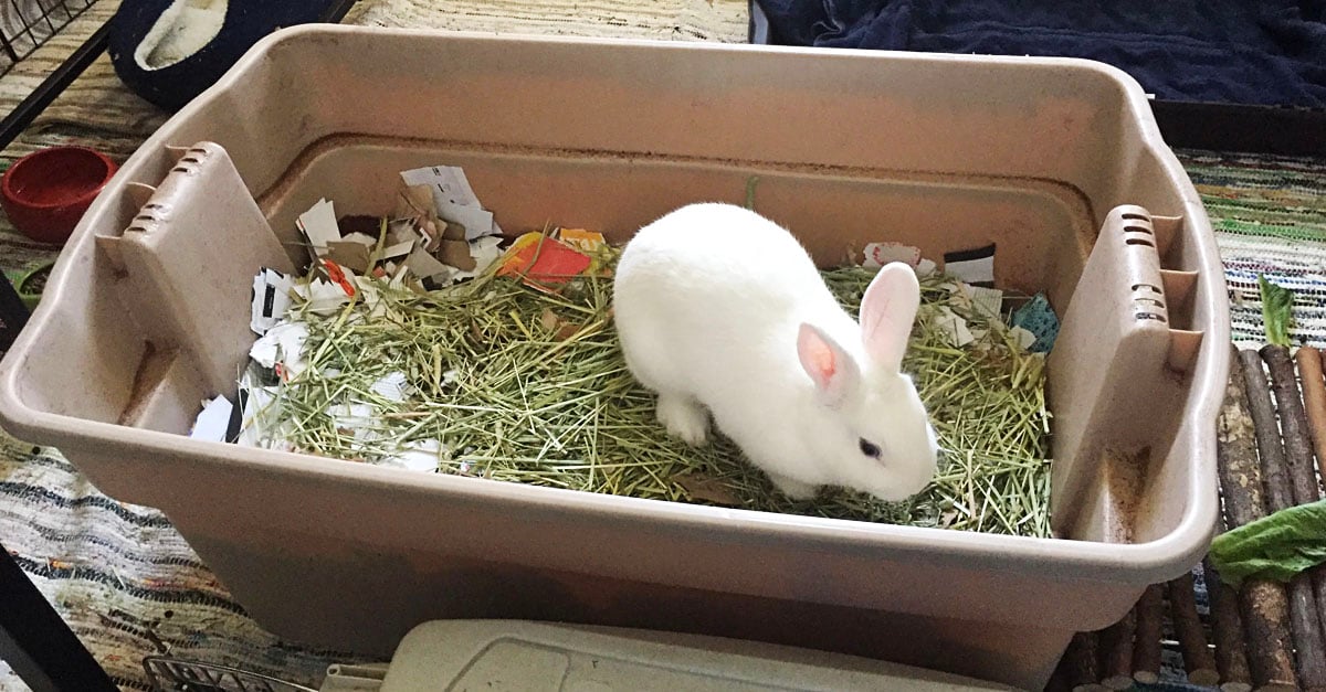 Make your own holiday rabbit toys