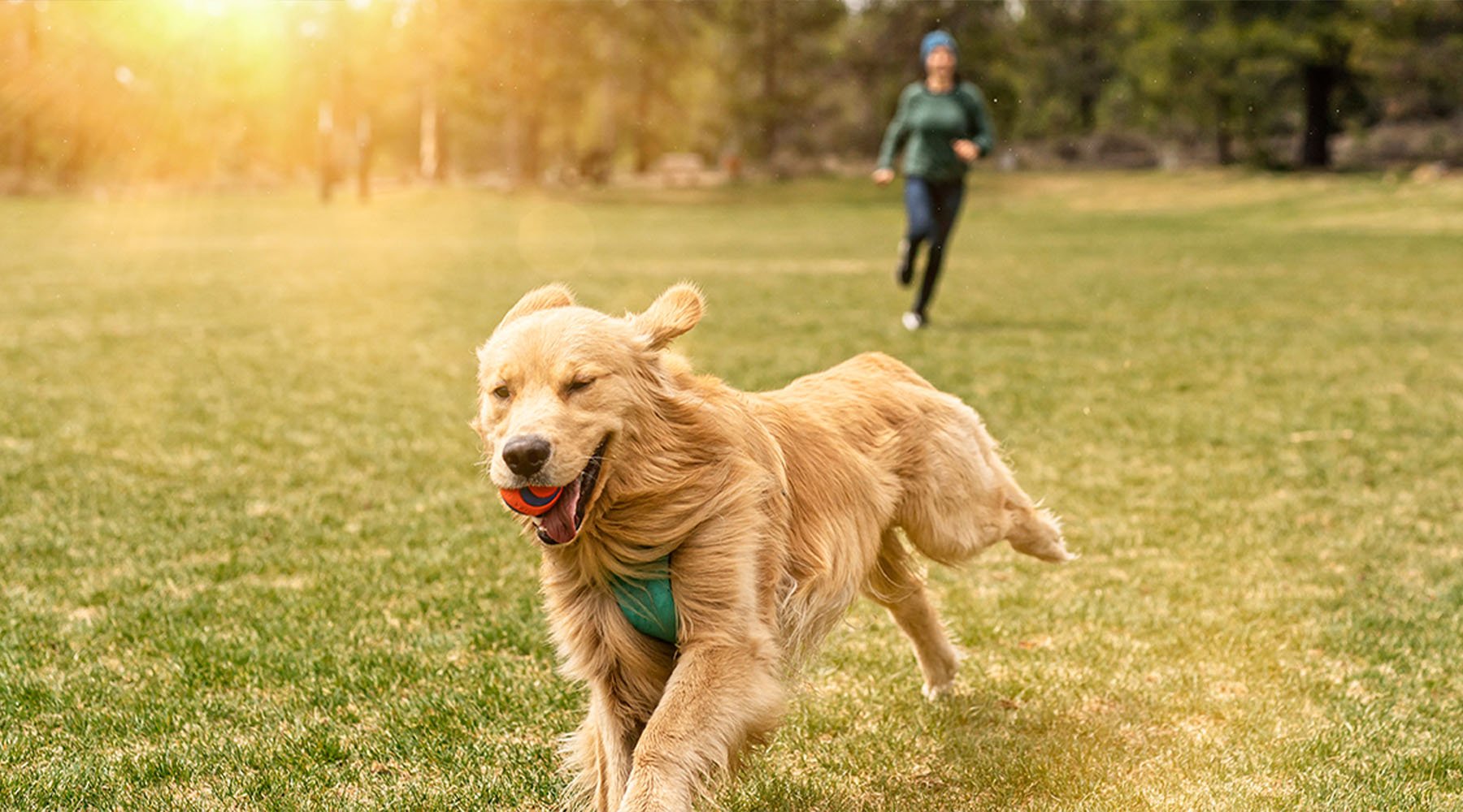 How pets help improve our physical health