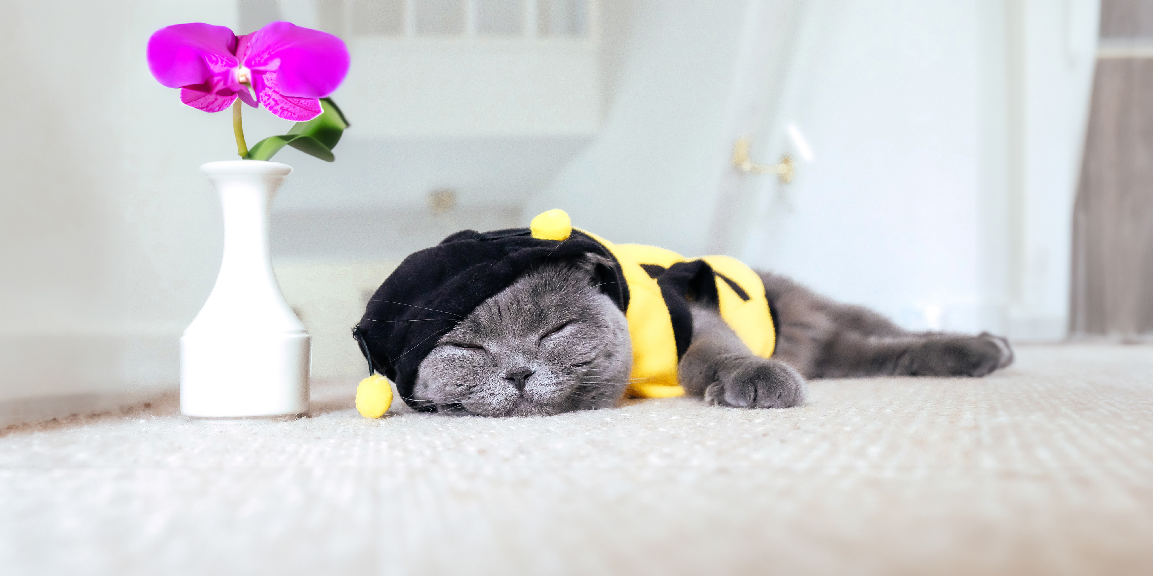 Bee-ware of summer stings