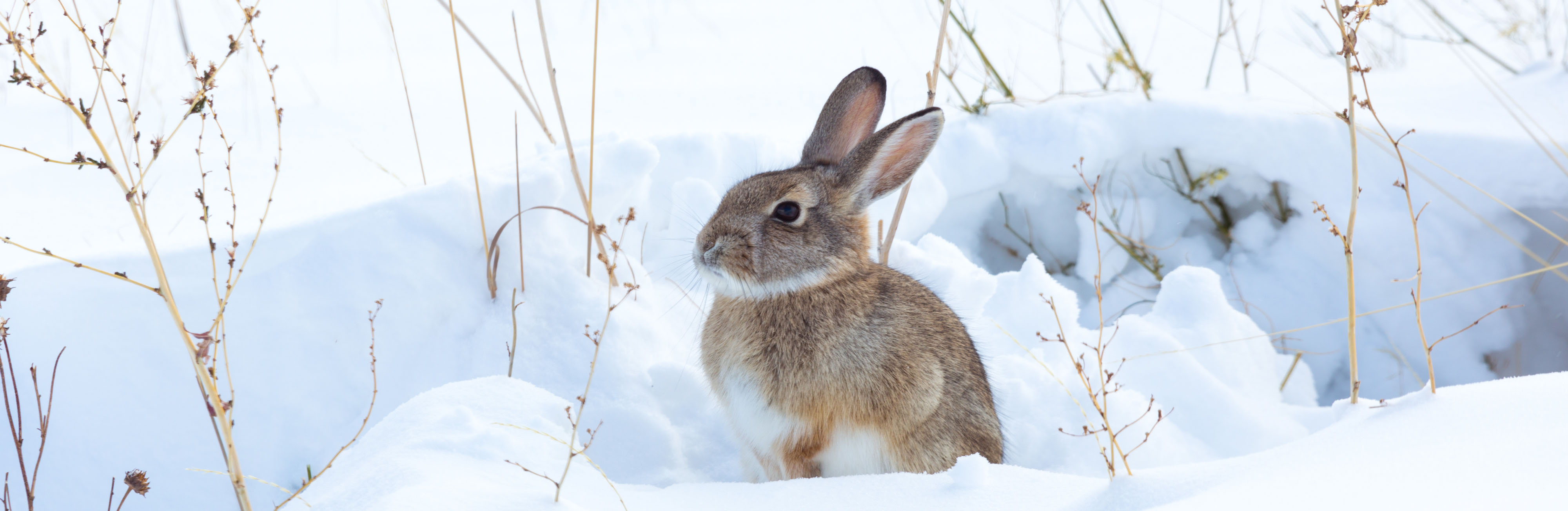 Make your own holiday rabbit toys