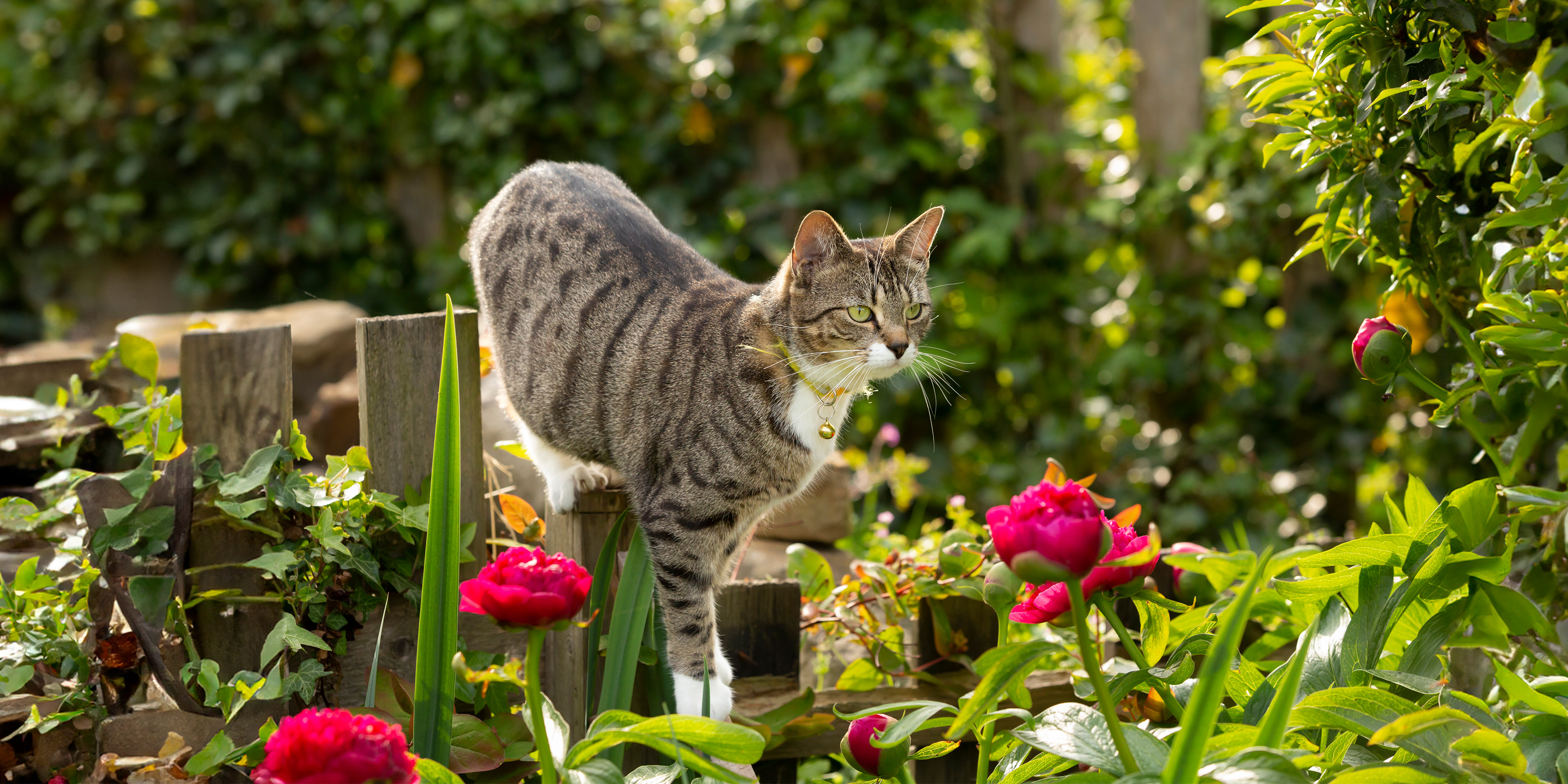 Creating a pet-friendly garden: Tips for a safe and beautiful yard