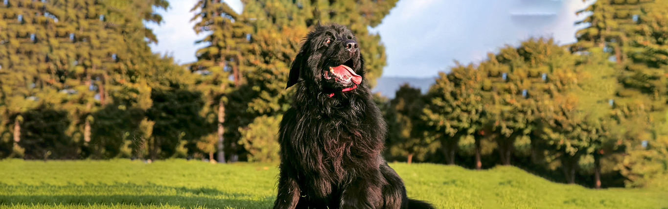 Featured pet: The mighty Newfoundland