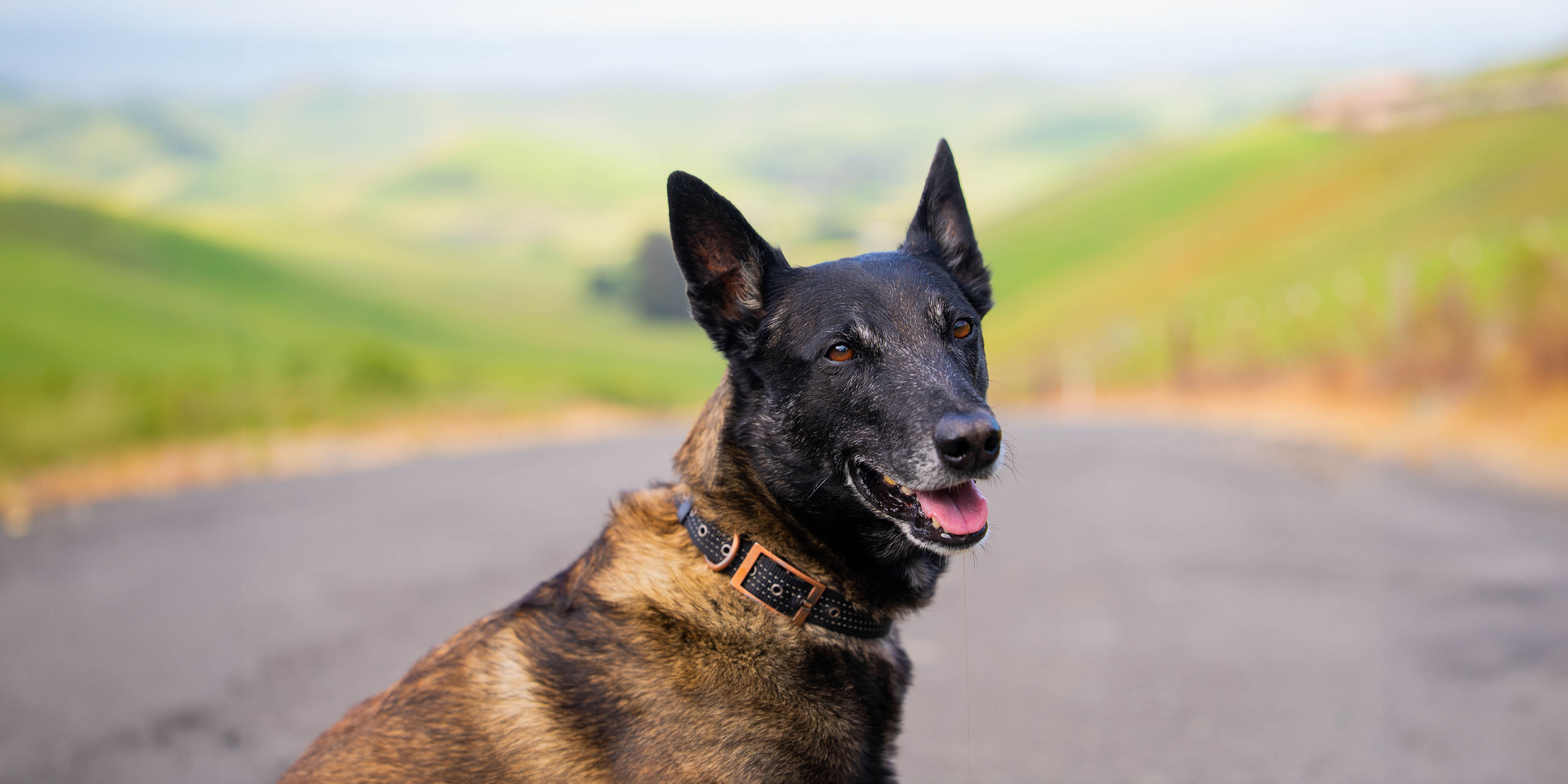 A marvelous Malinois and his matador moves