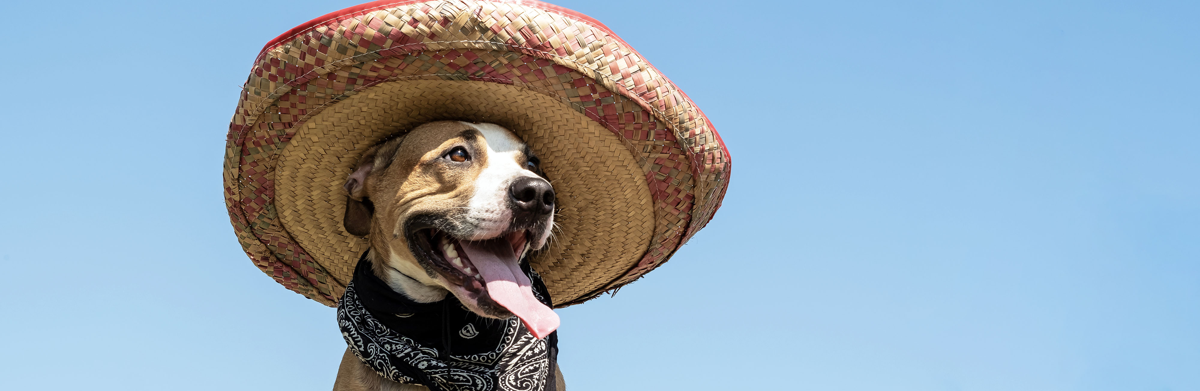 Celebrate Hispanic Heritage Month with these pet brands