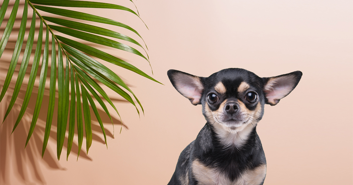 Meet our Wacky Pet Names winners