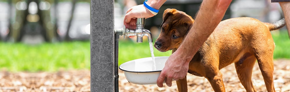Pet hydration awareness month