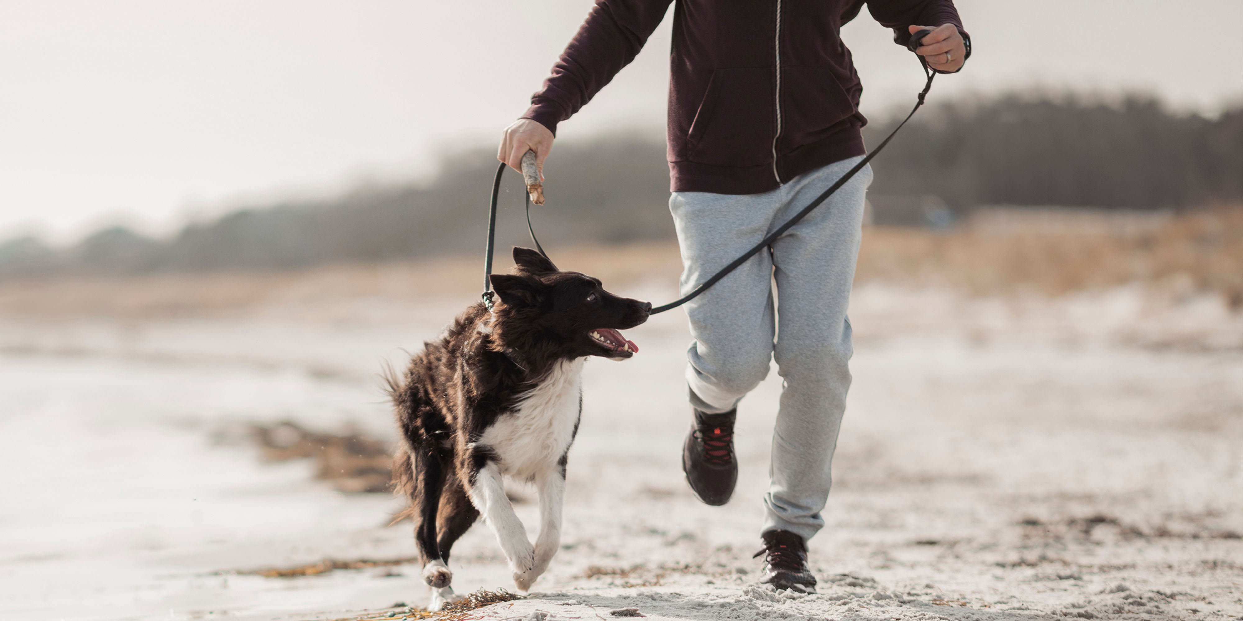 How pets help improve our physical health